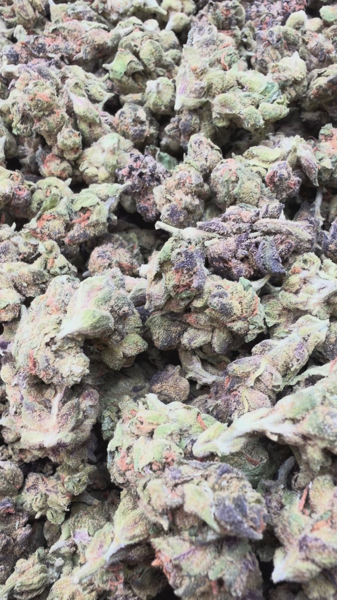 Winter Breath Minis - Bulk Minis - Hybrid – Smoke Kind