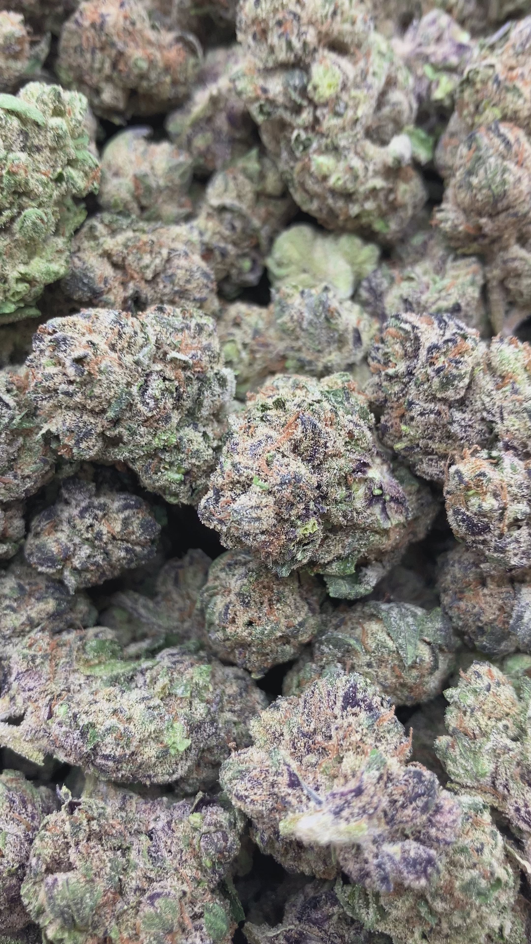 Candy Runtz - Bulk - (Hybrid) – Smoke Kind