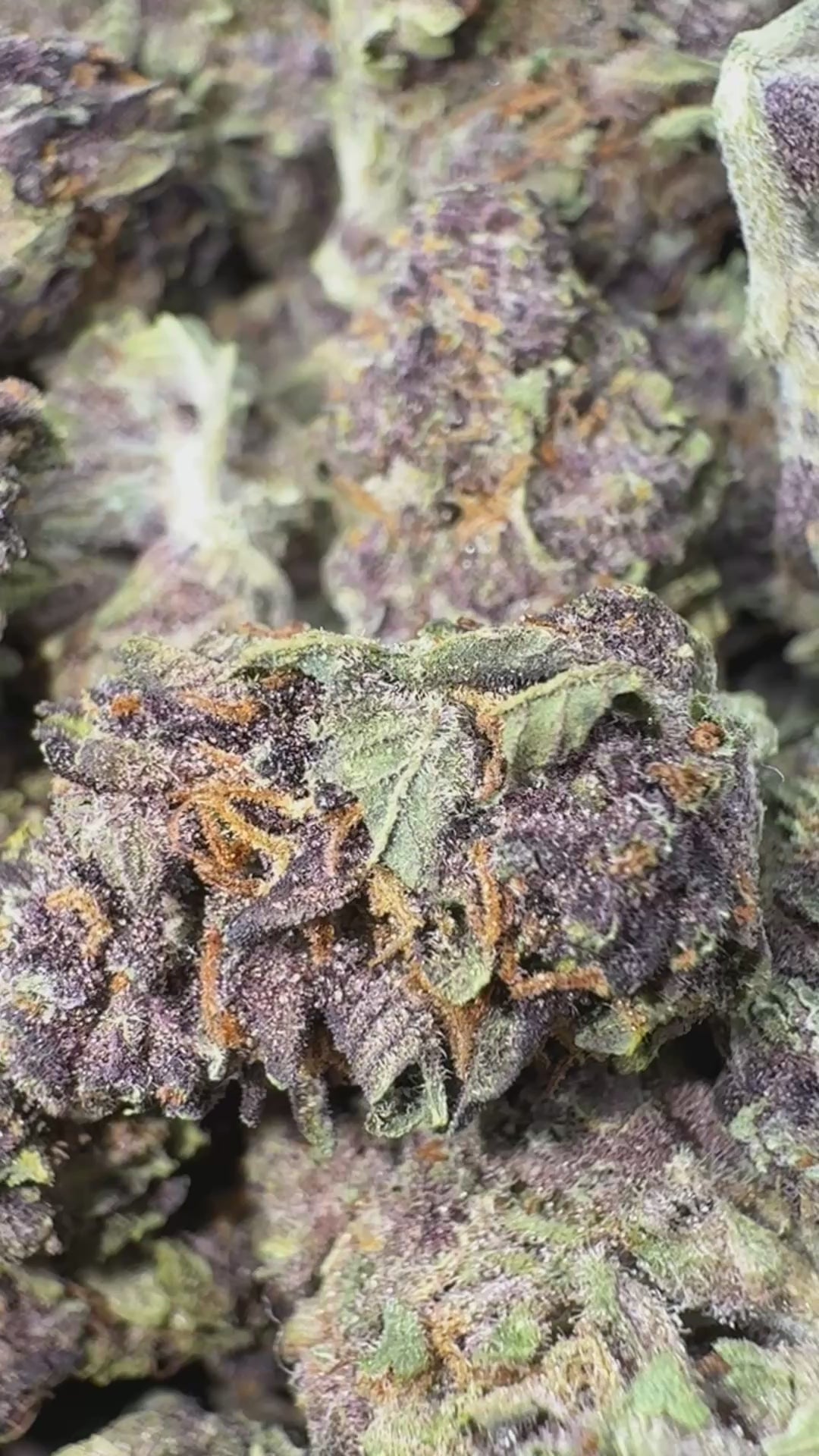 Purple Cookies - Bulk- Hybrid – Smoke Kind