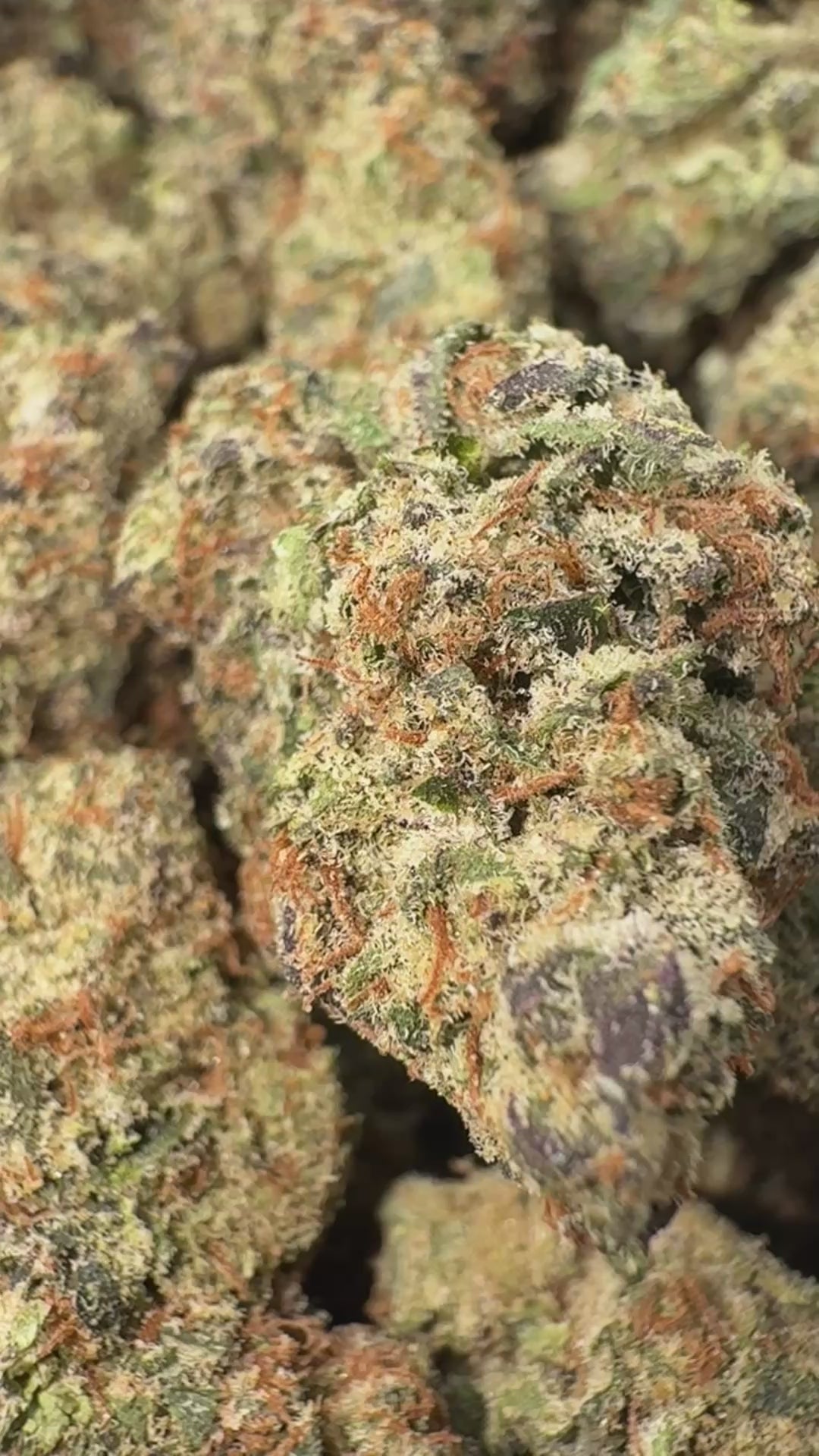 Candy Runtz - Bulk - (Hybrid) – Smoke Kind