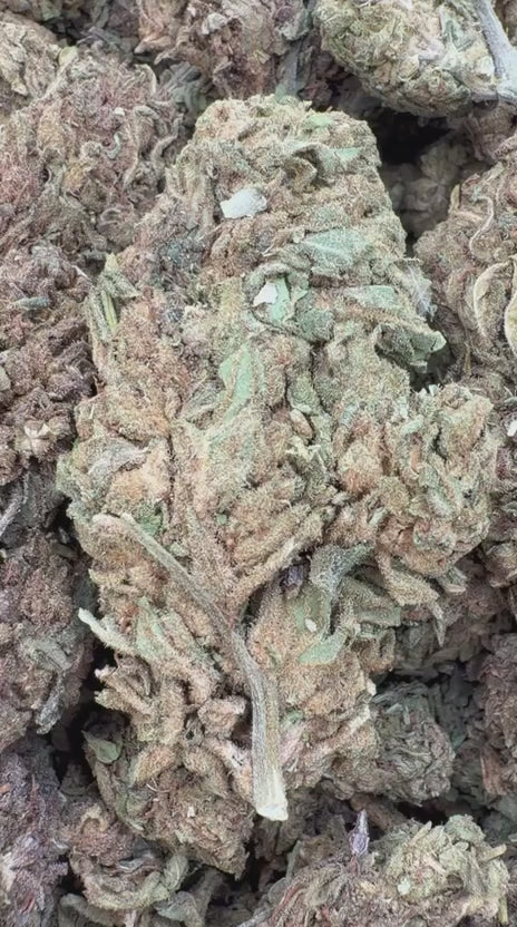 Winter Breath - Bulk - Hybrid – Smoke Kind