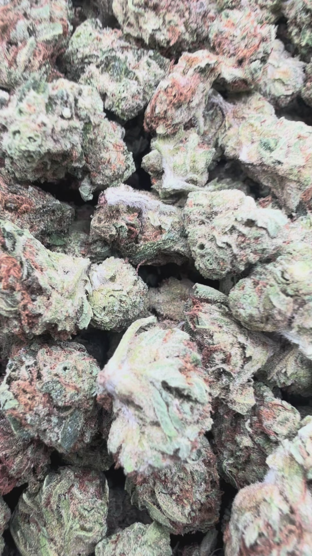 Raspberry Kush Minis - Bulk Minis - (Indica) – Smoke Kind