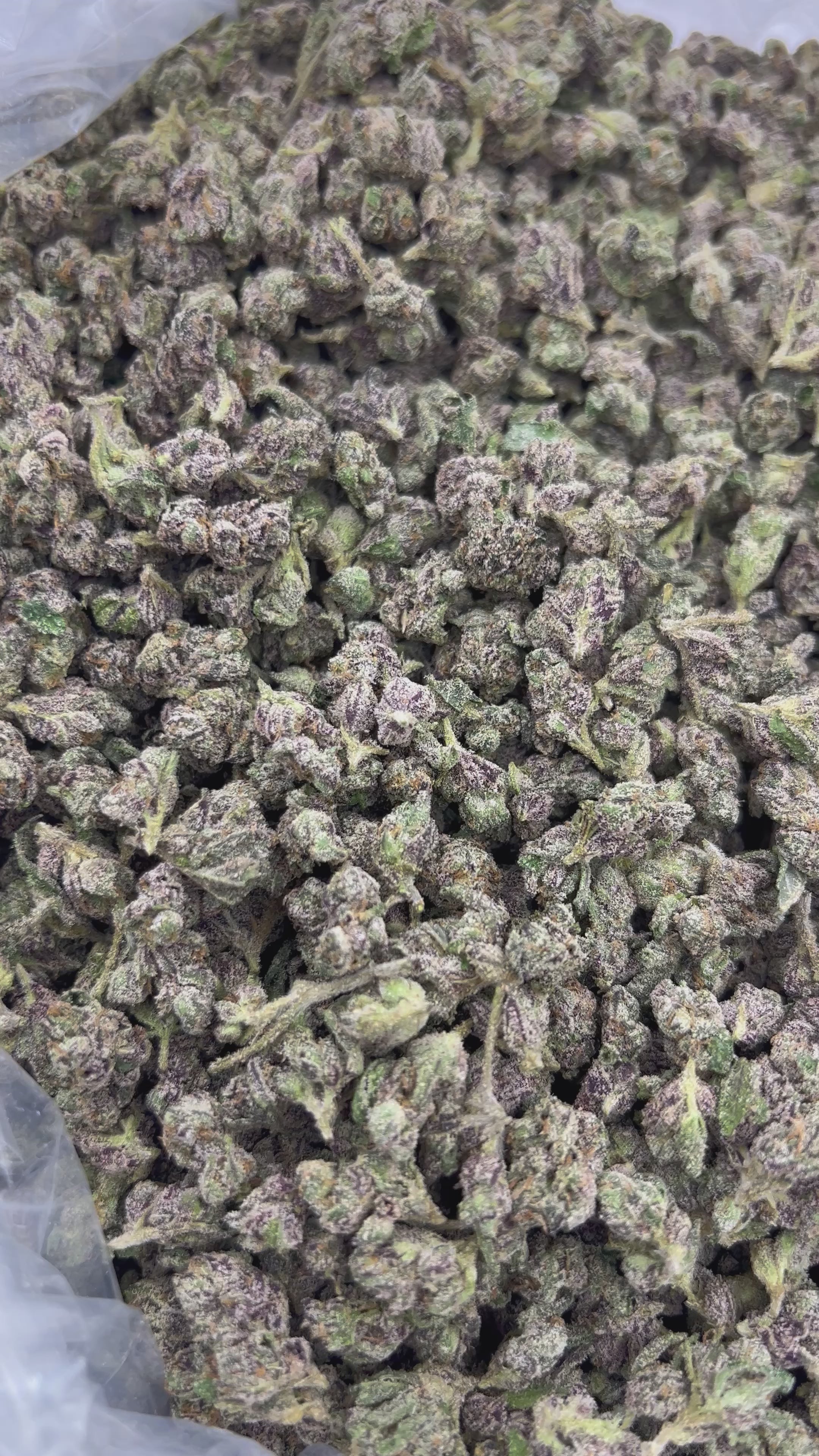 Gelato 33 - Bulk - Minis (Hybrid) – Smoke Kind