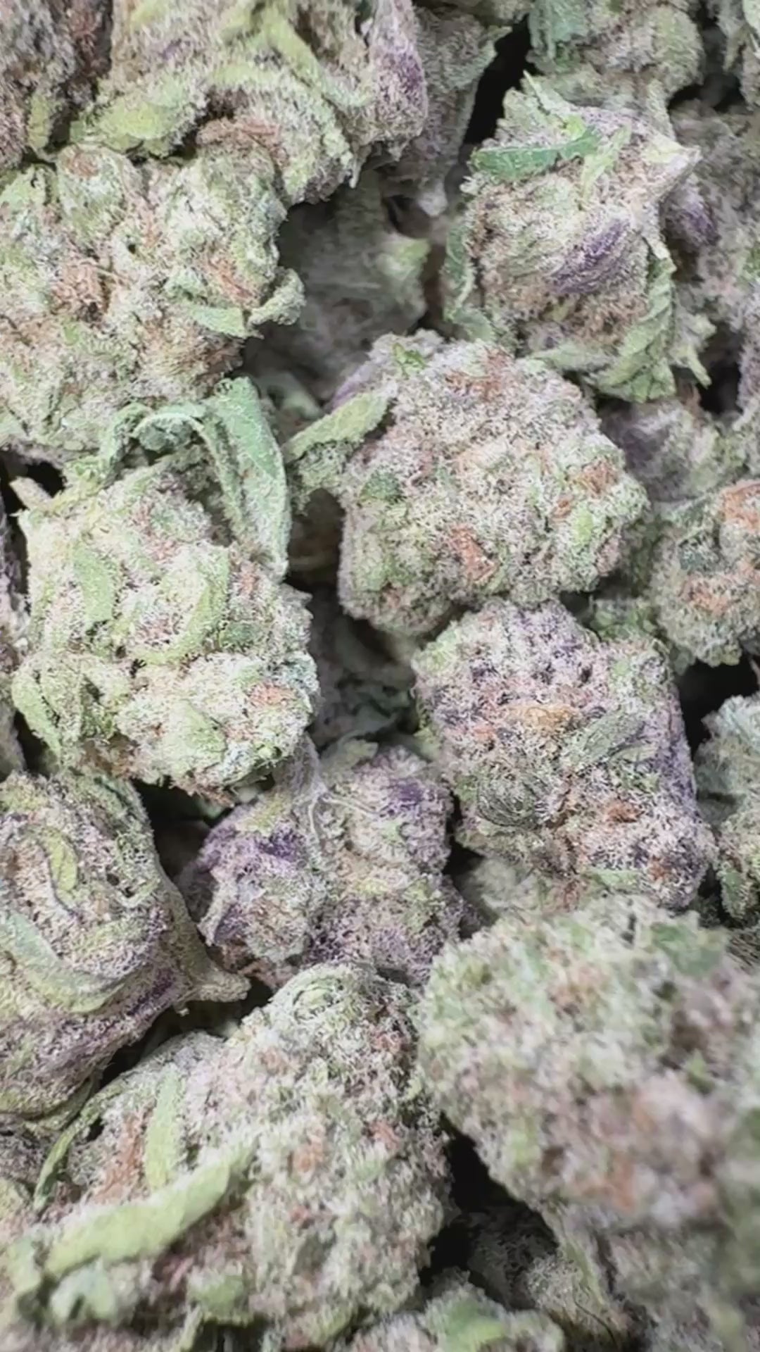 Blueberry Lemon Bars Minis - Bulk Minis - Hybrid – Smoke Kind