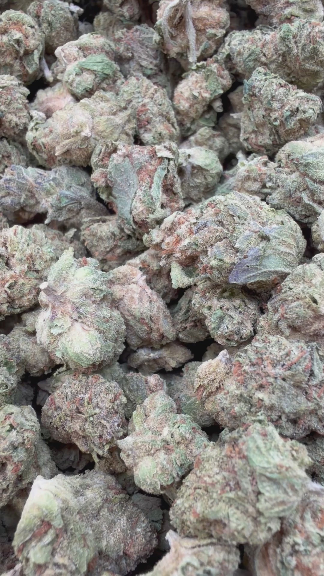 Double Runtz Minis - Bulk Minis - Hybrid – Smoke Kind