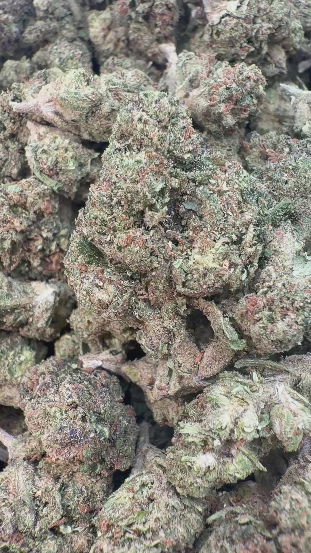 Double Runtz Minis - Bulk Minis - Hybrid – Smoke Kind